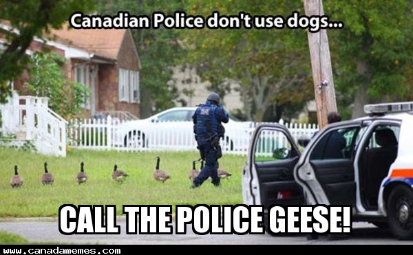 🇨🇦 CALL IN THE POLICE GEESE UNIT! - 🇨🇦 Canada Memes