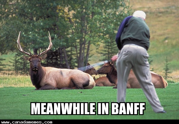 🇨🇦 Elk is totally judging his golf swing - 🇨🇦 Canada Memes