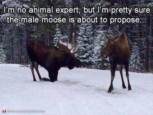 How Moose Get Engaged - 🇨🇦 Canada Memes