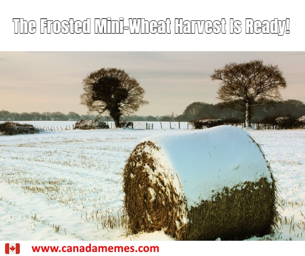 The Frosted Mini-Wheat Harvest Is Ready! - 🇨🇦 Canada Memes