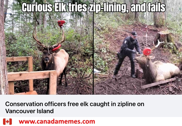 Curious Elk tries zip-lining, and fails - 🇨🇦 Canada Memes